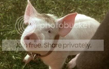 Pig Of Destiny: A Babe Fansite