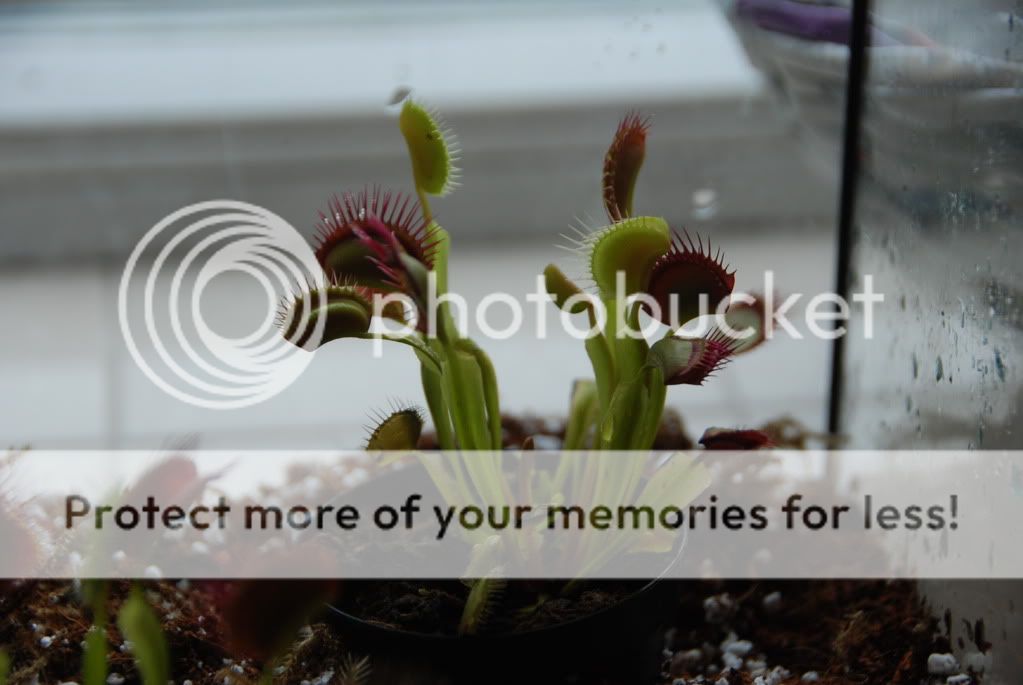 Arathi's VFT's - FlyTrapCare Forums