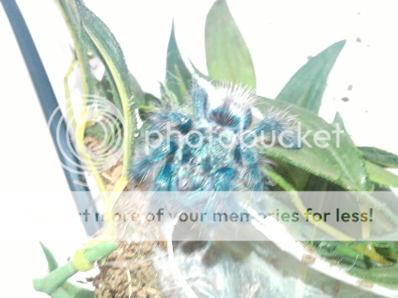 Avic Versi Sling Care | Reptile Forums