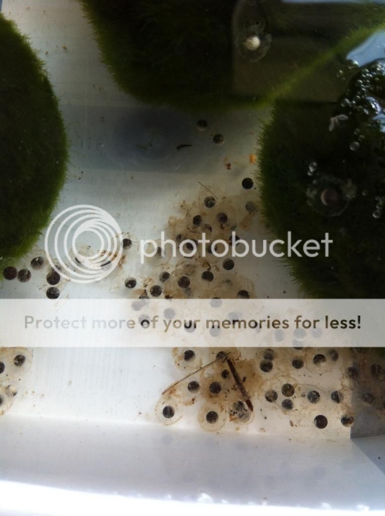 FBT Frogspawn to frog (pic heavy) | Reptile Forums