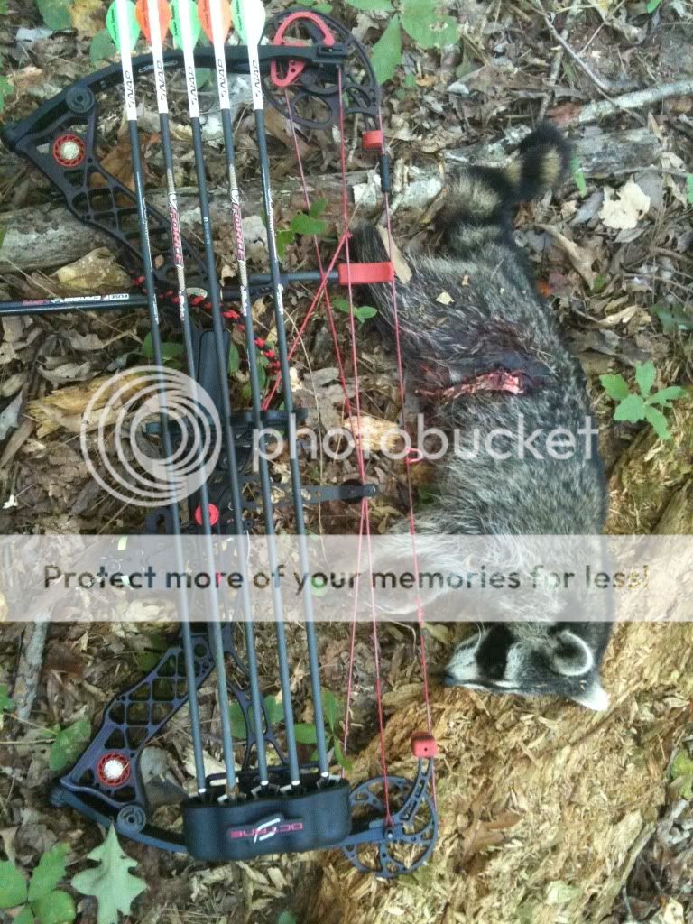 Mathews z7 pictures!! | Page 3 | Archery Talk Forum