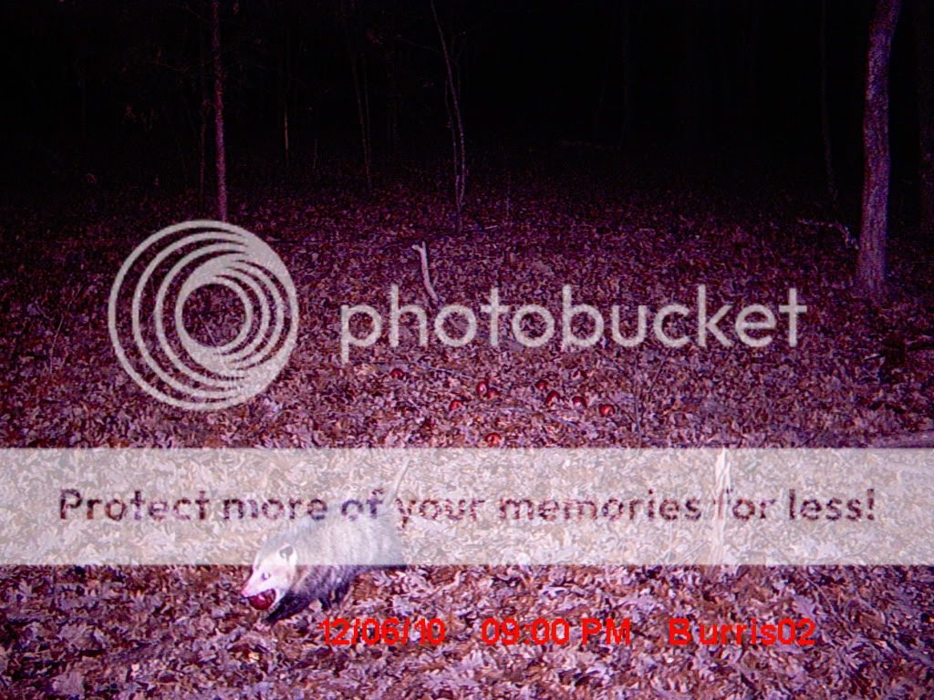 Dang thieves | Archery Talk Forum